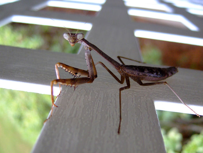 Carolina Mantid (Stagmomantis carolina), Myrtle Beach State Park, SC ...