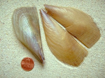 Sawtooth Pen Shell (Atrina serrata Sowerby, 1825): Show Your Teeth